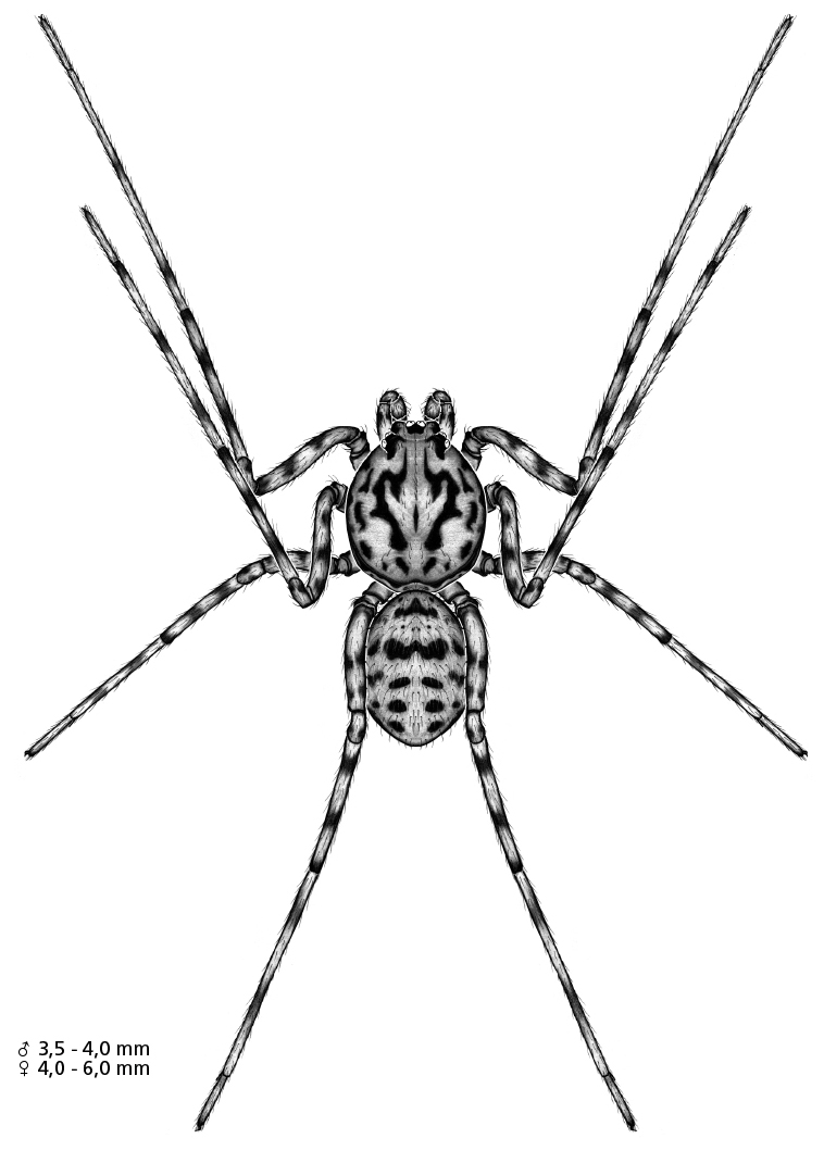 Scytodes thoracica (Latreille 1802) (Araneae : Scytodidae), une ...