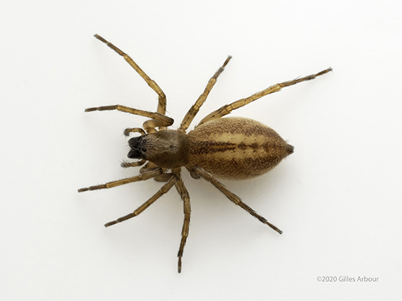 Clubionidae | NatureWeb.com