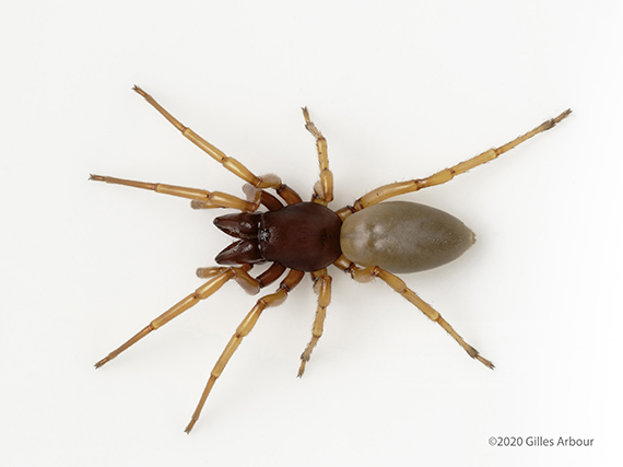 Dysderidae | NatureWeb.com