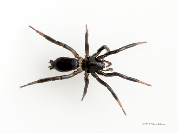 Gnaphosidae | NatureWeb.com