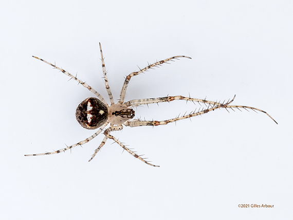 Mimetidae | NatureWeb.com