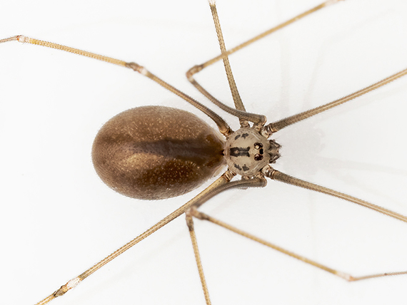 Pholcidae | NatureWeb.com