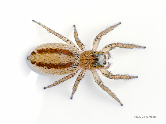 Araignées | NatureWeb.com