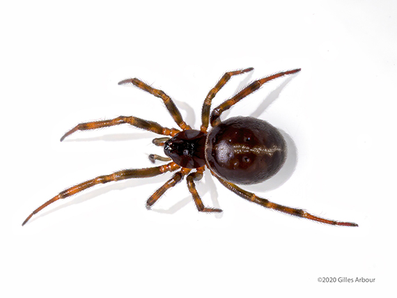 Theridiidae | NatureWeb.com