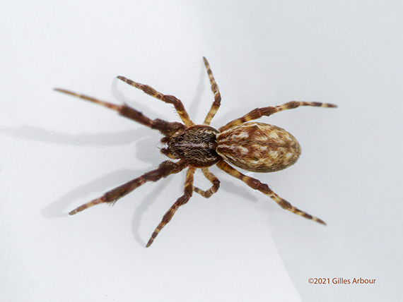 Uloboridae | NatureWeb.com