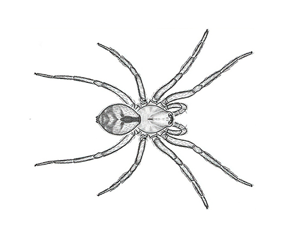 Cybaeidae | NatureWeb.com