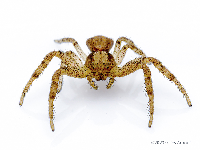 Araignées | NatureWeb.com