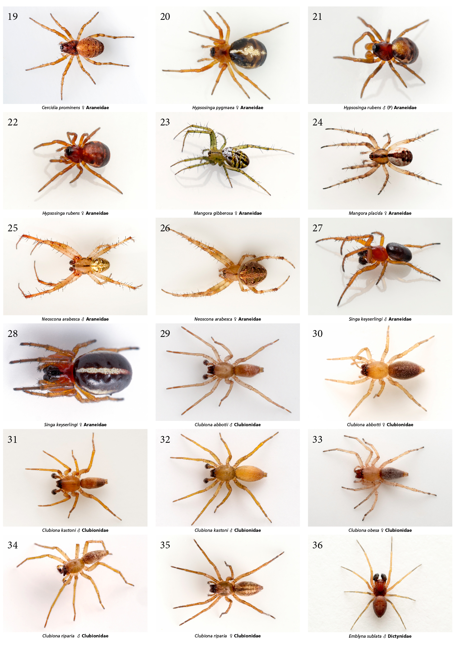 Les araignées de la Réserve naturelle du Bois-des-Patriotes. Partie 1 ...