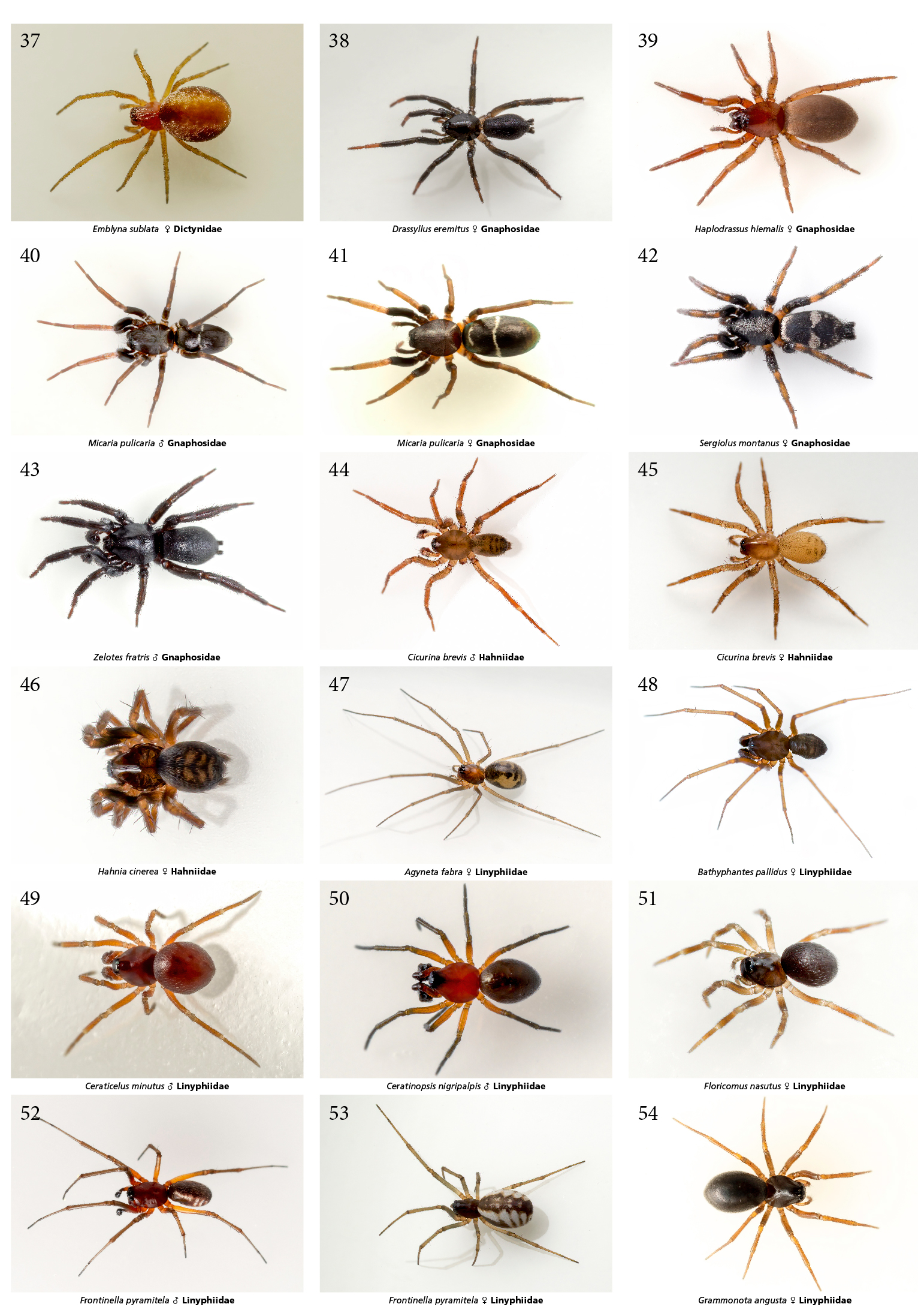 Les araignées de la Réserve naturelle du Bois-des-Patriotes. Partie 1 ...