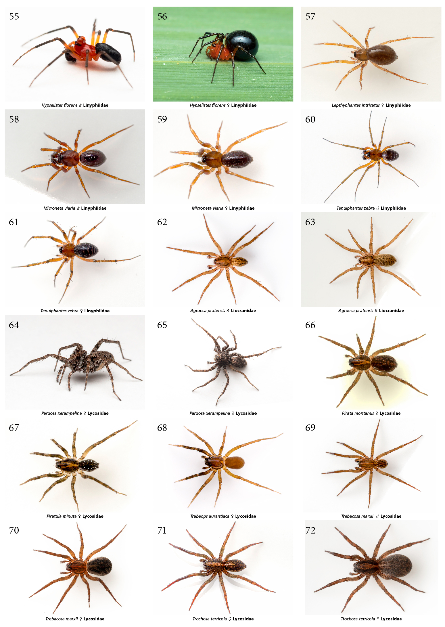 Les araignées de la Réserve naturelle du Bois-des-Patriotes. Partie 1 ...