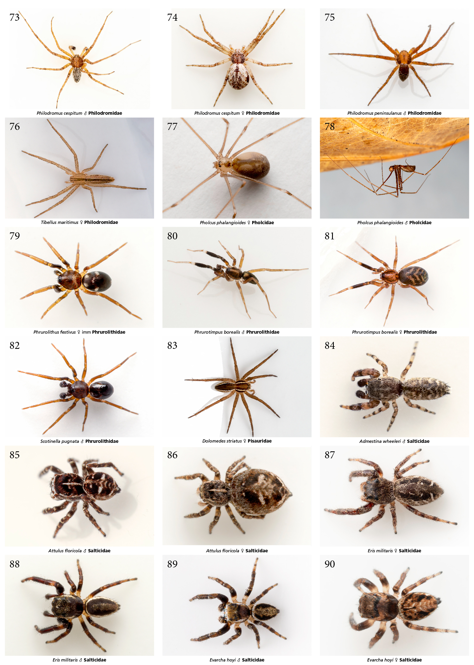 Les araignées de la Réserve naturelle du Bois-des-Patriotes. Partie 1 ...