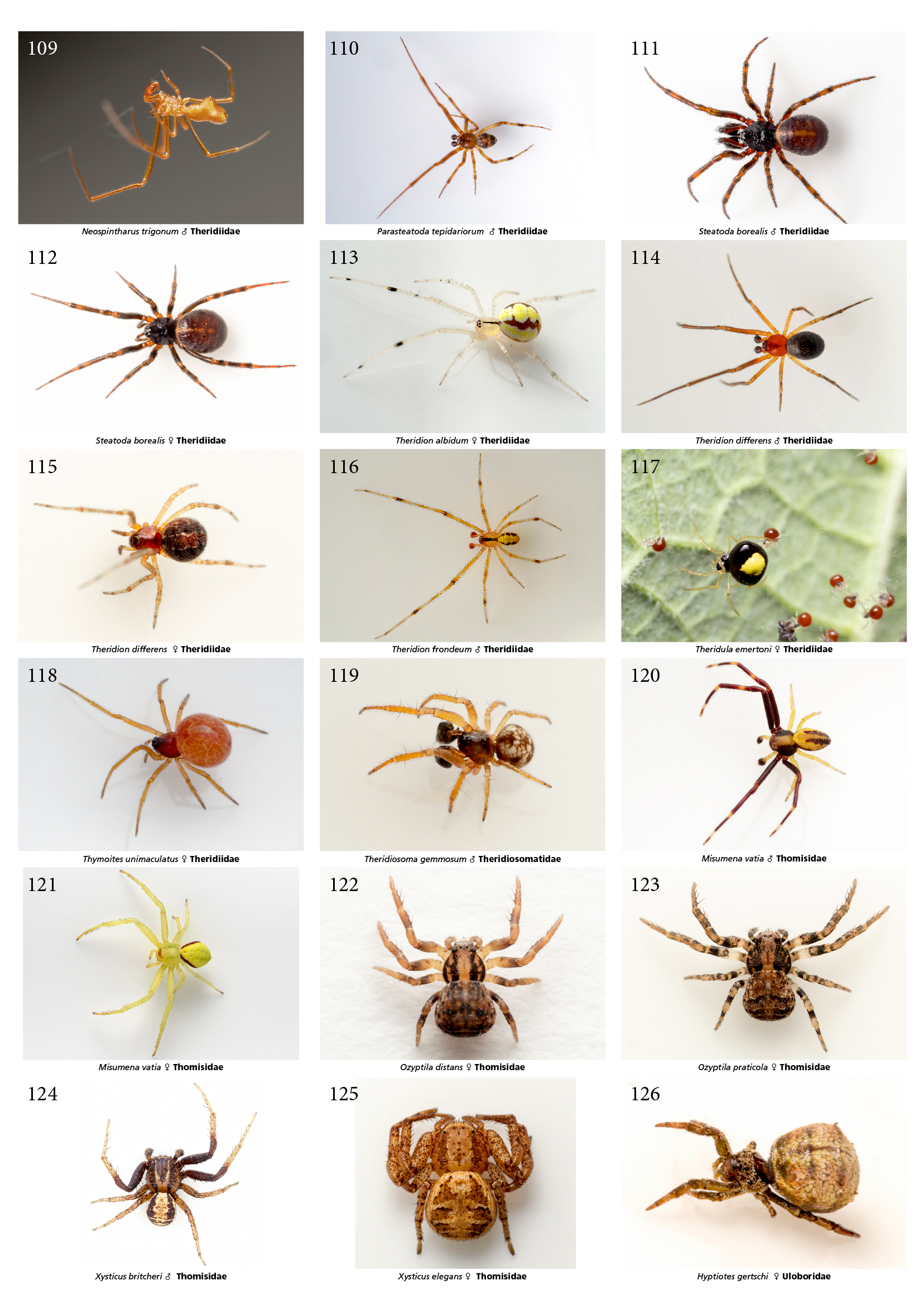 Les araignées de la Réserve naturelle du Bois-des-Patriotes. Partie 1 ...
