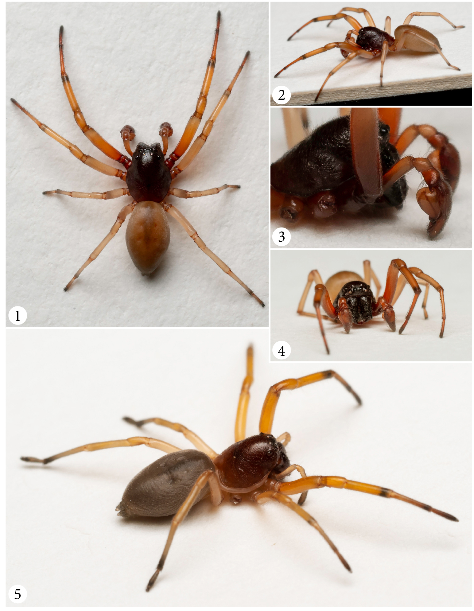 Progression rapide de Trachelas tranquillus (Hentz 1847) (Araneae ...