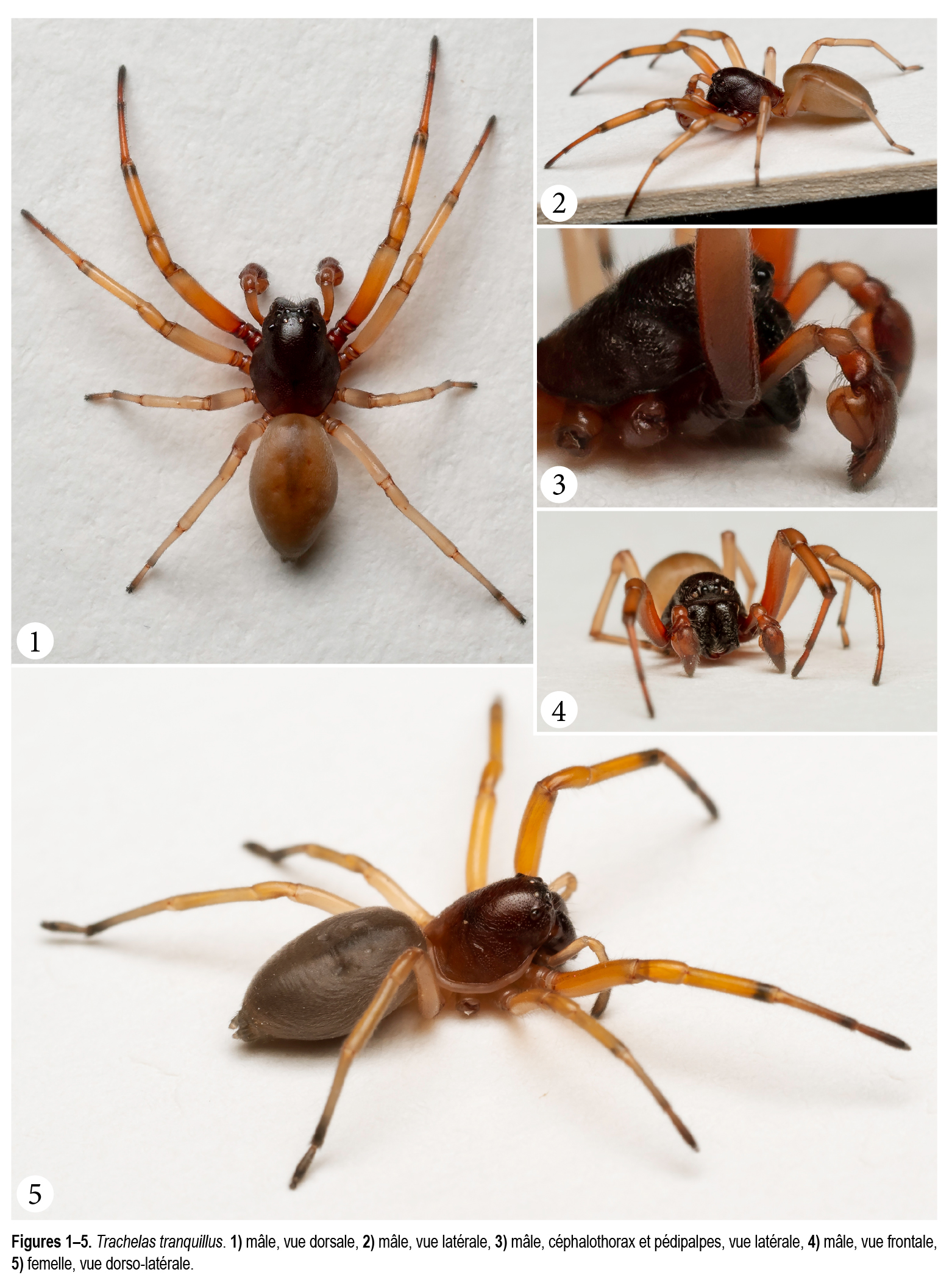 Progression rapide de Trachelas tranquillus (Hentz 1847) (Araneae ...