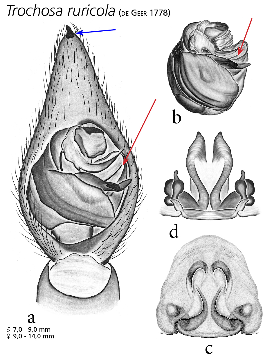 Trochosa terricola Thorrell 1856 et Trochosa ruricola (De Geer 1778 ...