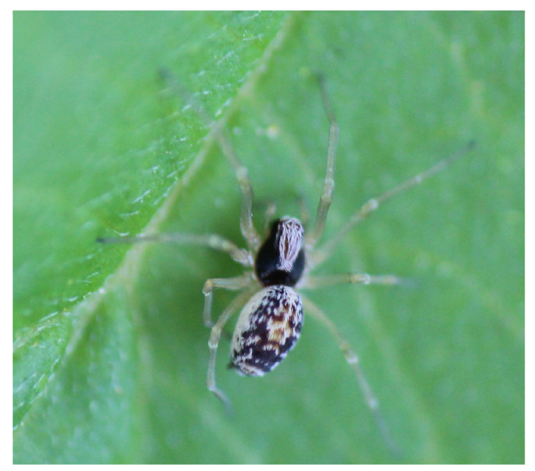Rencontre fatale pour un mâle Emblyna sublata (Hentz 1842) (Araneae : Dictynidae)