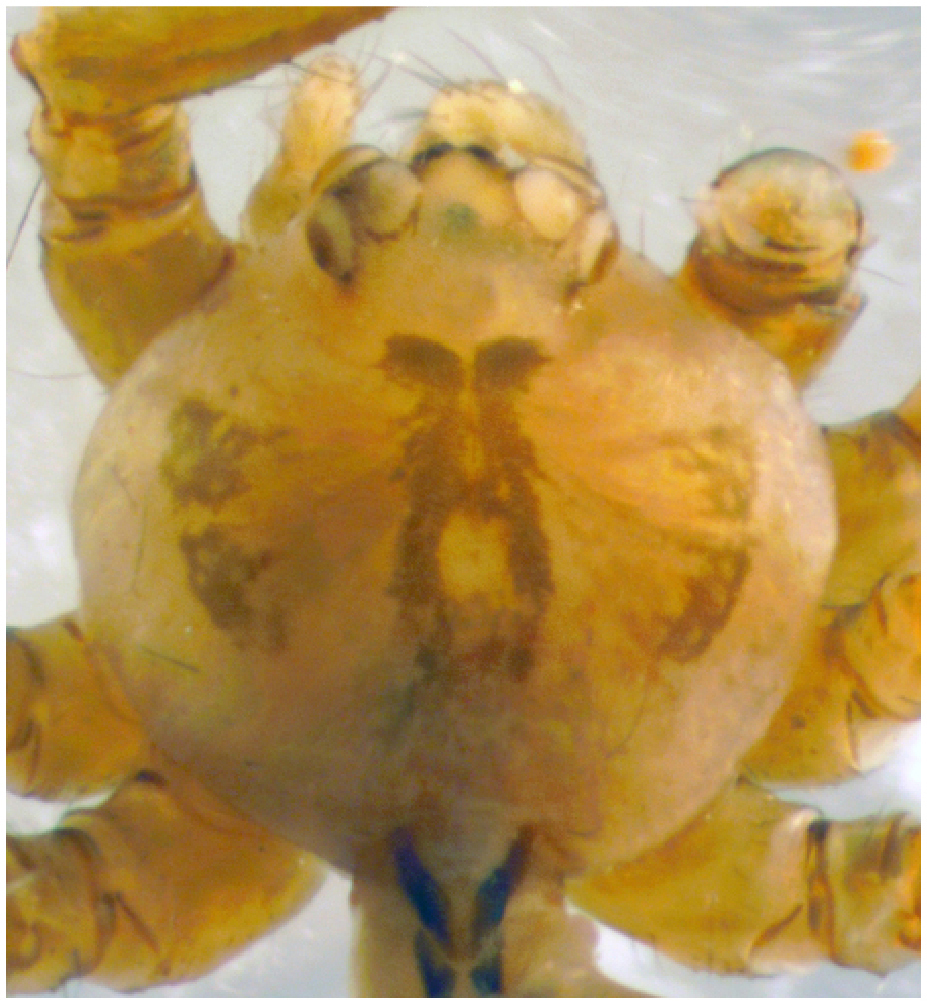 Pholcus opilionoides (Schrank 1781); une nouvelle espèce de Pholcidae ...