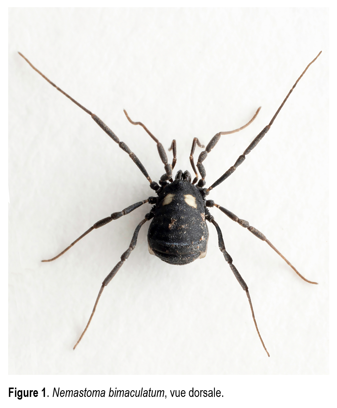 Redécouverte de Nemastoma bimaculatum (Fabricius 1775) (Opiliones ...