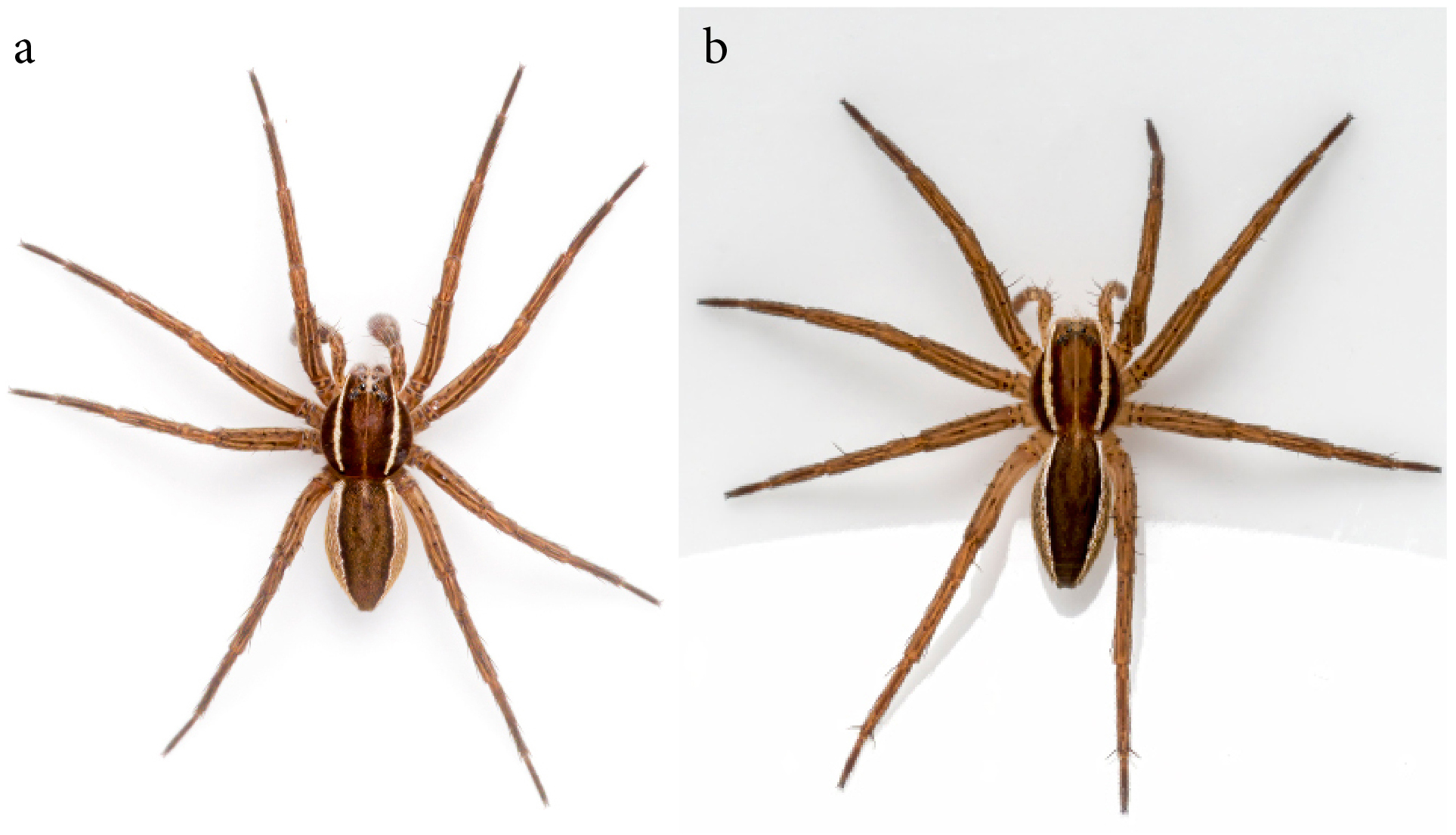 Observations sur Dolomedes striatus Giebel 1869, le Pisauridae rarement ...