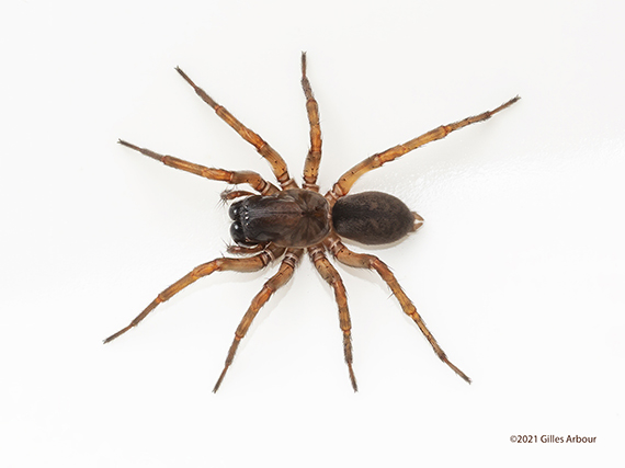 Agelenidae | NatureWeb.com