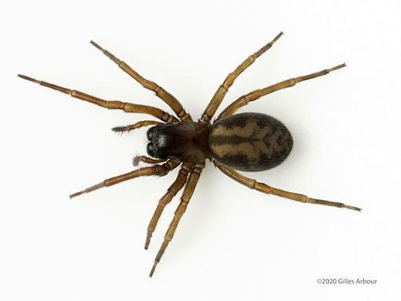 Callobius bennetti ()| NatureWeb.com