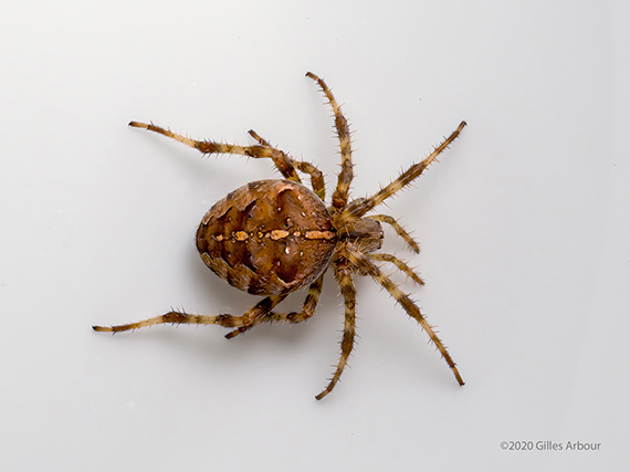 Araneidae | NatureWeb.com