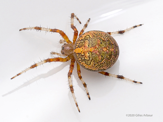 Araneidae | NatureWeb.com