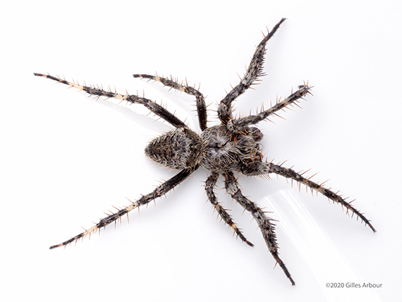 Araneus saevus ()| NatureWeb.com