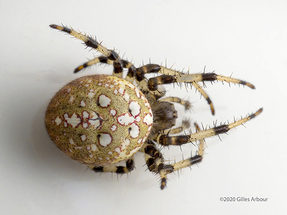 Araneidae | NatureWeb.com