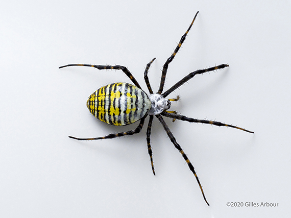 Argiope trifasciata ()| NatureWeb.com
