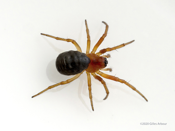 Araneidae | NatureWeb.com