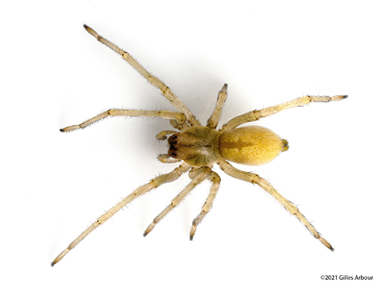 Cheiracanthiidae | NatureWeb.com