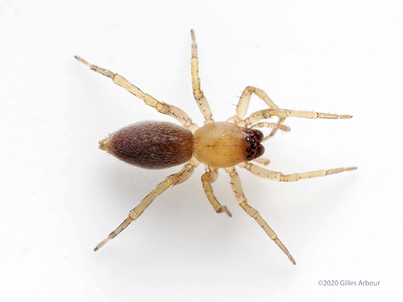 Clubionidae | NatureWeb.com