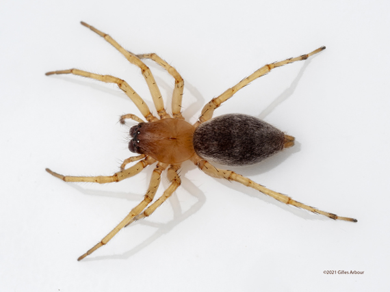 Clubionidae | NatureWeb.com