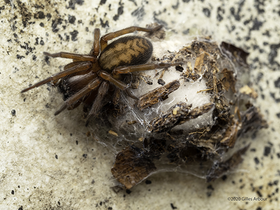 Callobius bennetti ()| NatureWeb.com