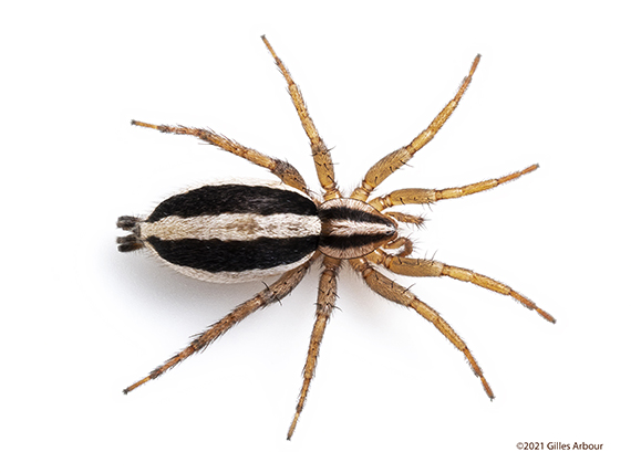 Gnaphosidae | NatureWeb.com