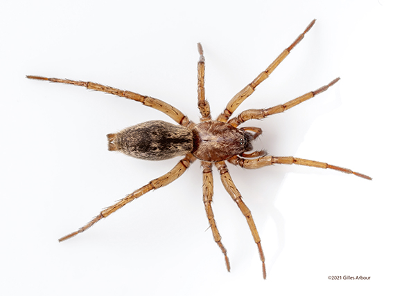 Gnaphosidae | NatureWeb.com