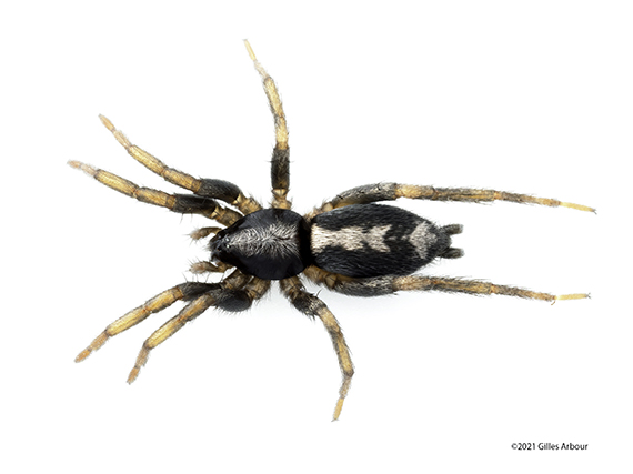 Gnaphosidae | NatureWeb.com