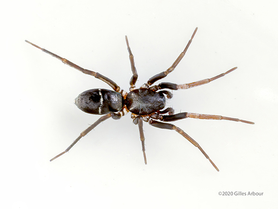 Micaria pulicaria ()| NatureWeb.com