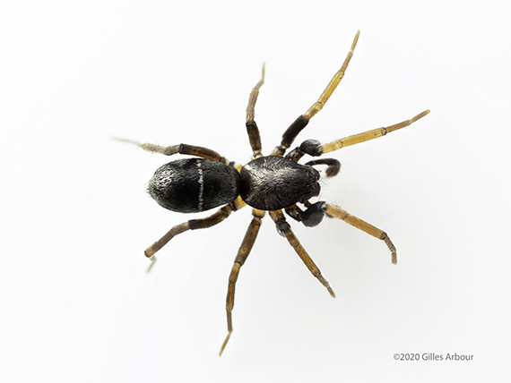 Gnaphosidae | NatureWeb.com