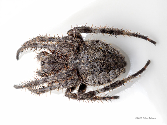 Araneus saevus ()| NatureWeb.com