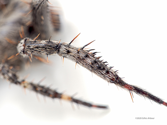 Araneus saevus ()| NatureWeb.com