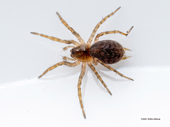 Hahniidae | NatureWeb.com