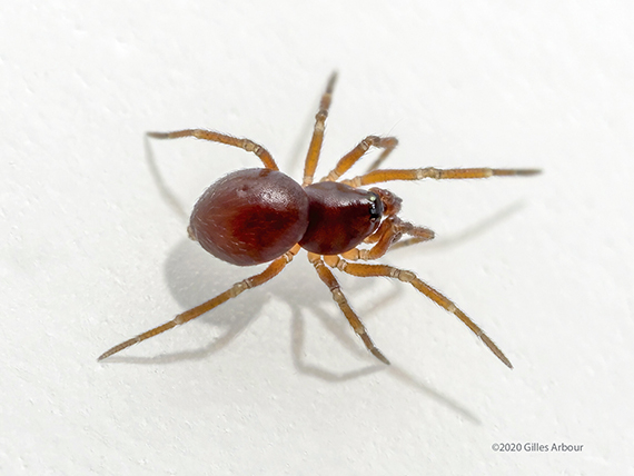 Linyphiidae | NatureWeb.com
