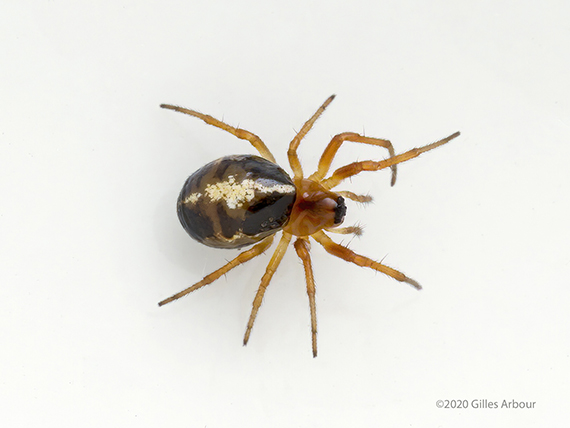 Hypsosinga pygmaea ()| NatureWeb.com