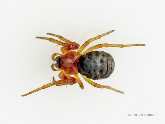Hypsosinga rubens ()| NatureWeb.com