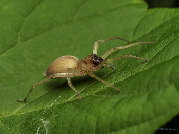 Cheiracanthium mildei ()| NatureWeb.com