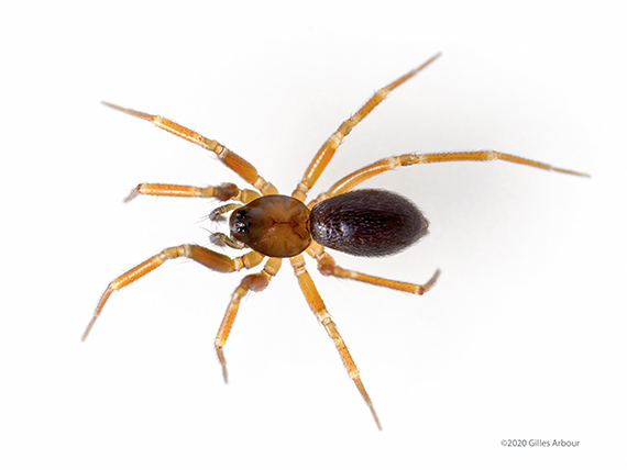 Linyphiidae | NatureWeb.com
