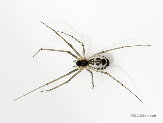Linyphiidae | NatureWeb.com