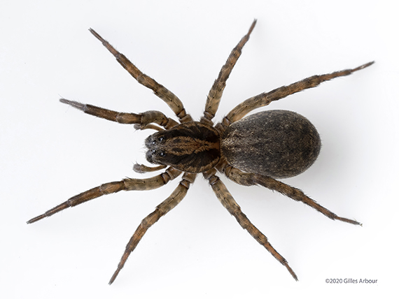 Trochosa terricola ()| NatureWeb.com